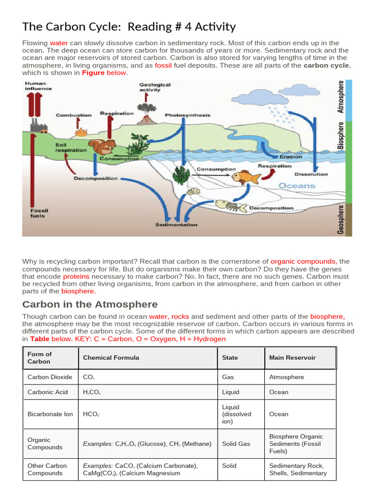Carbon Cycle Reading Activity 4 | PDF | Carbon Cycle | Carbon Dioxide