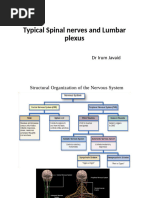 Dog Spinal Nerves Overview | PDF | Vertebra | Human Anatomy