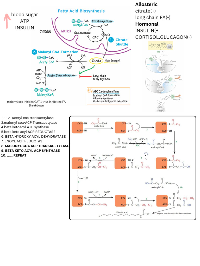 Blood Sugar ATP INSULIN | PDF