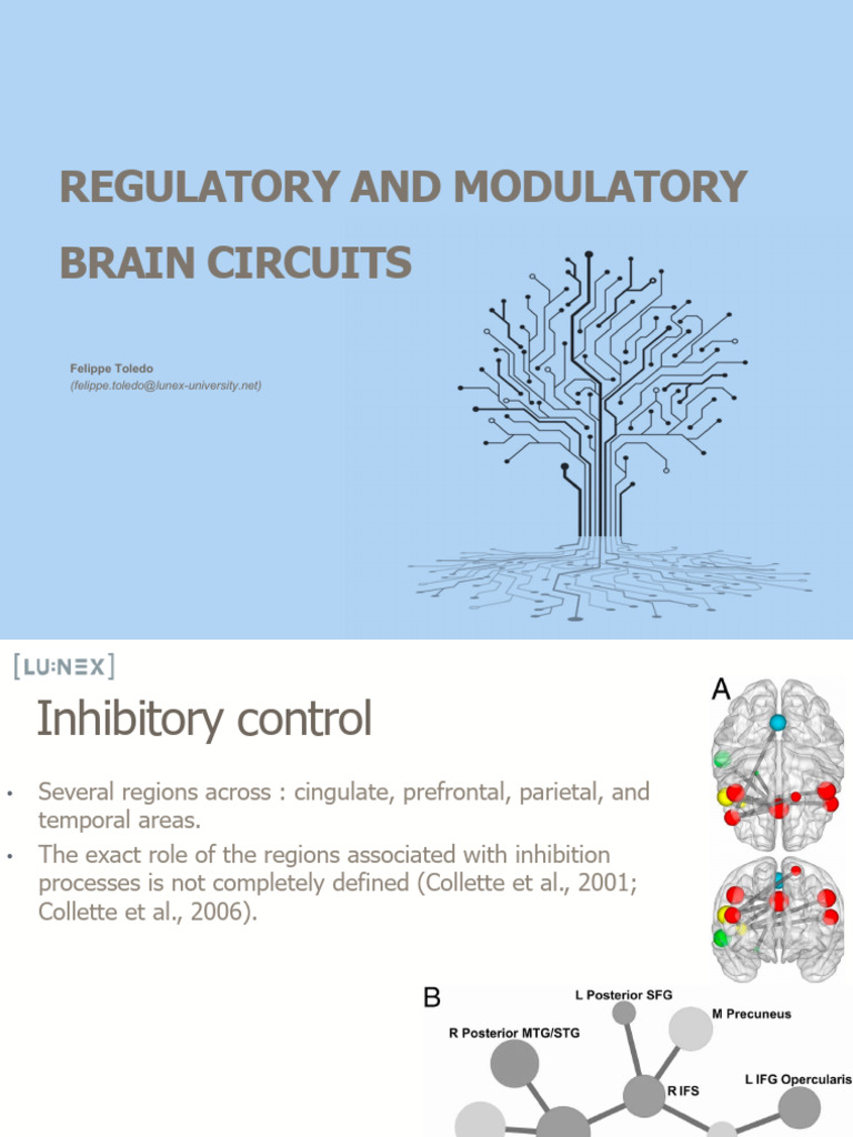 Physiology Circuitry | PDF | Attention | Prefrontal Cortex