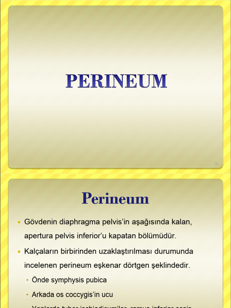 06 Perineum | PDF