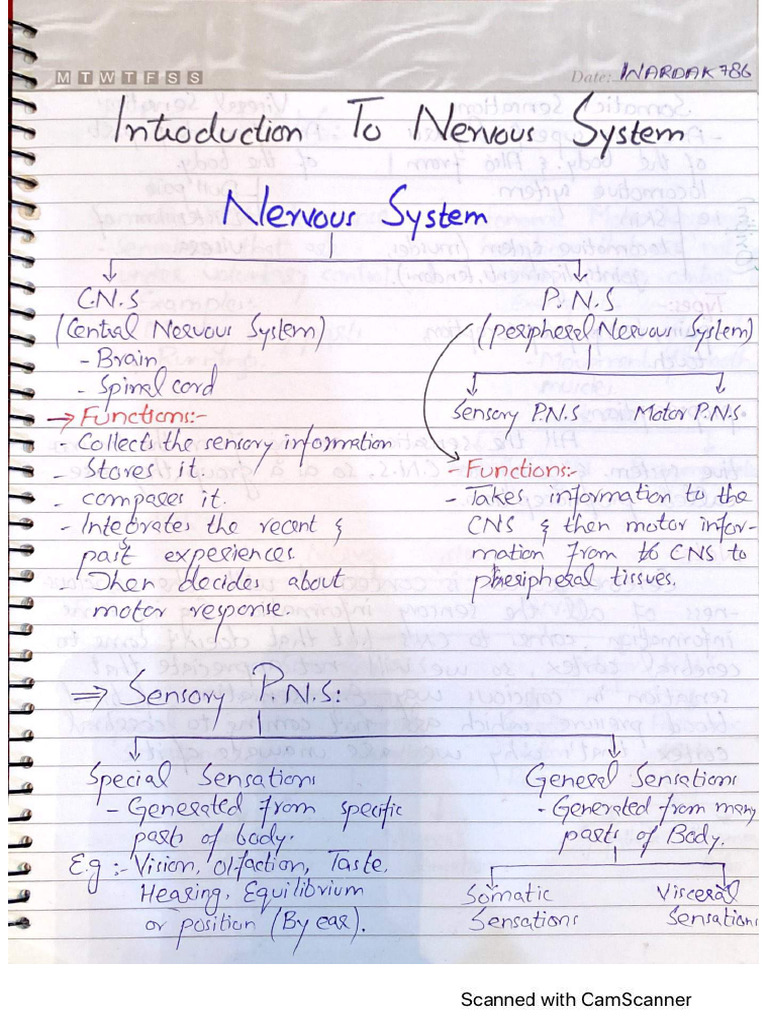 Neuroanatomy DR Najeeb Notes | PDF