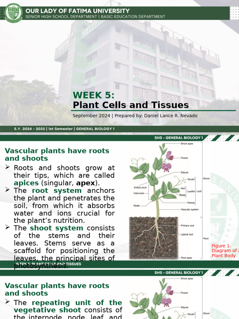 Plant Cells and Tissues Overview | PDF | Tissue (Biology) | Plant Stem