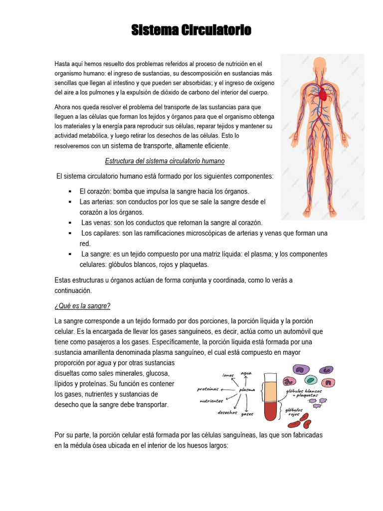 Sistema Circulatorio Guia N - 2 | PDF | Sistema circulatorio | Corazón