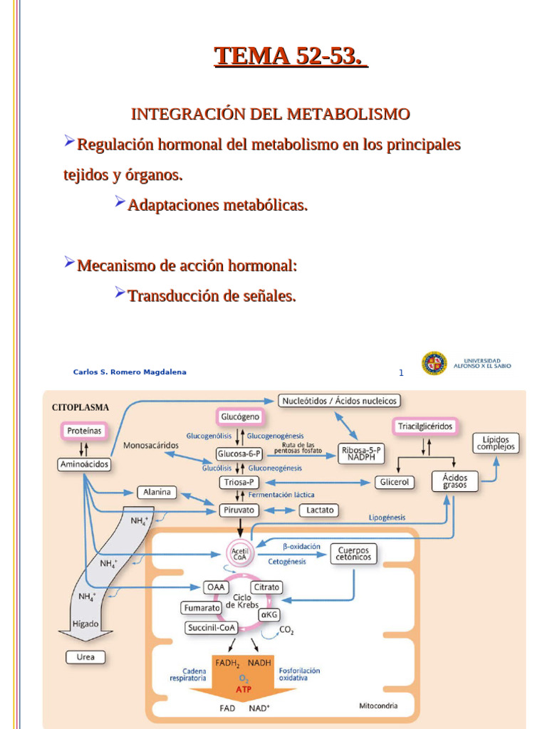 Xii - Integración y Regulación Del Metabolismo | PDF | Metabolismo ...