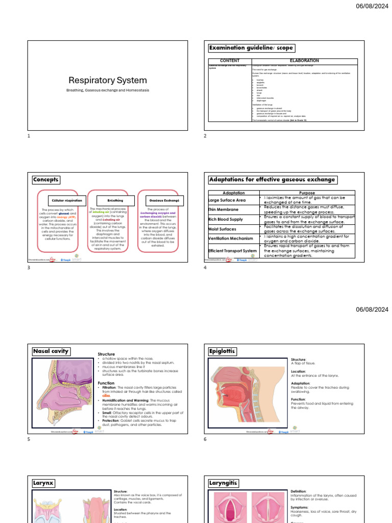 Respiratory System Flashcards | PDF | Respiratory Tract | Respiratory ...