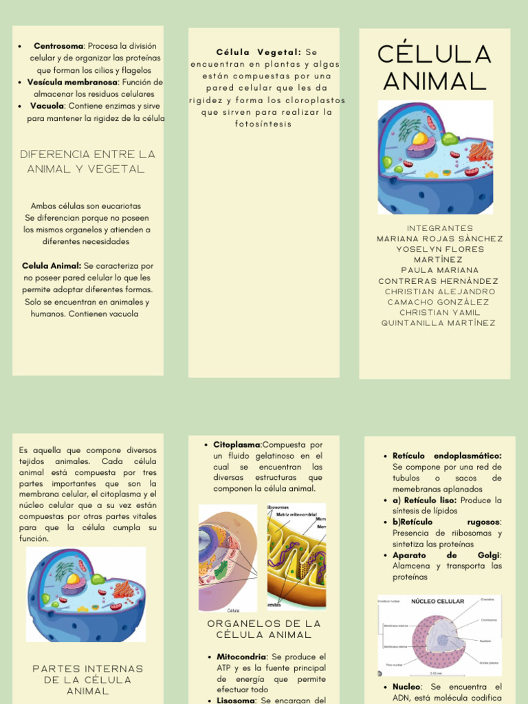 Célula Animal | PDF | Biología Celular) | Citoplasma