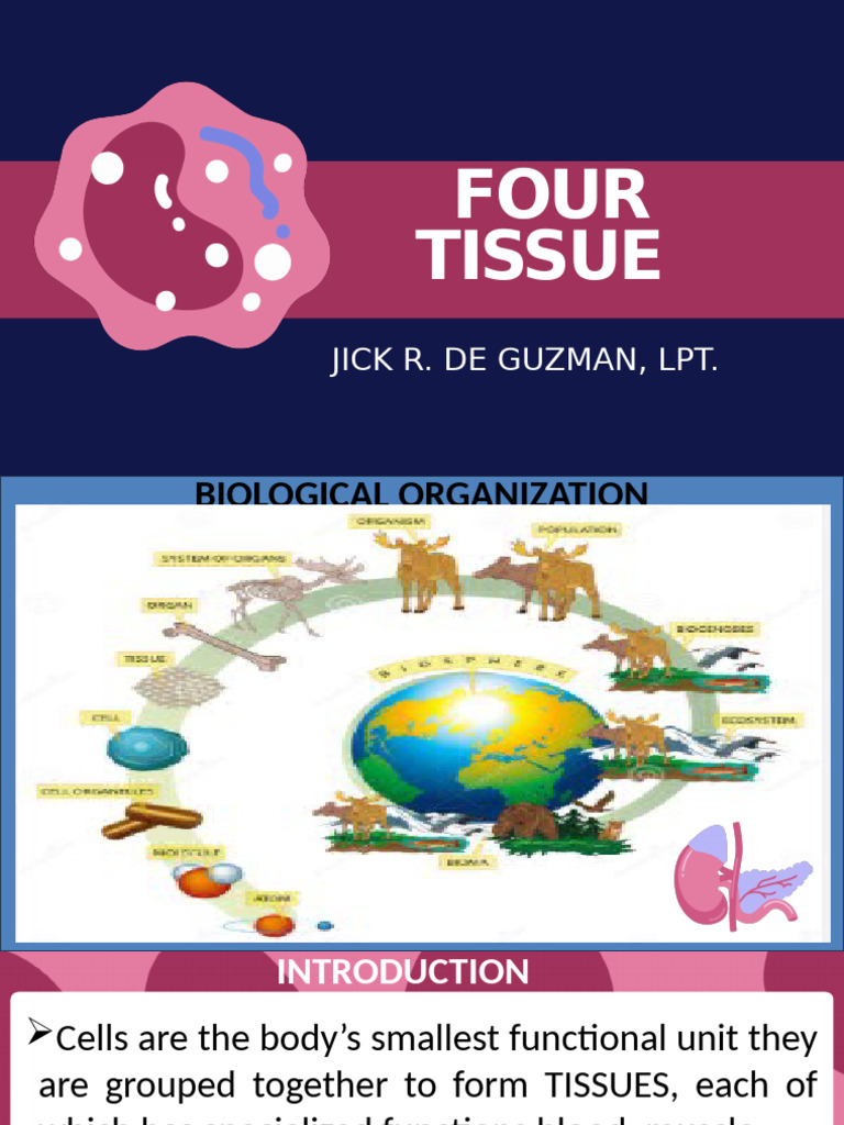 4 Types of Tissue Autosaved | PDF | Epithelium | Muscle