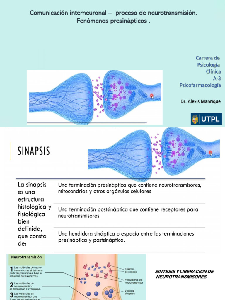 Comunicación Interneuronal - Neurotransmisión - A3 | PDF | Relaciones ...