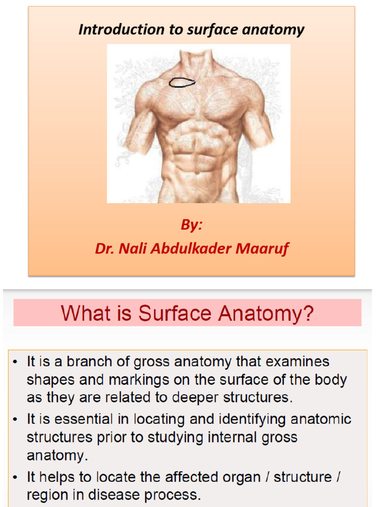 Surface Anatomy Essentials | PDF