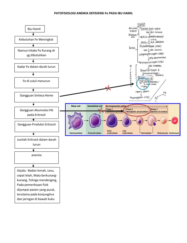 Patofisiologi Anemia Defisiensi Fe Pada Ibu Hamil | PDF