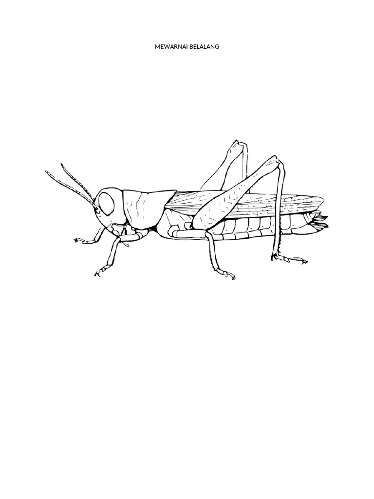 Mewarnai Belalang | PDF