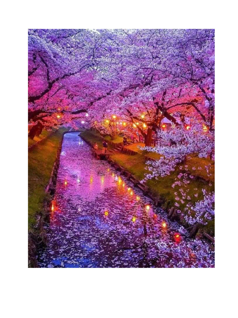 Sakura | PDF