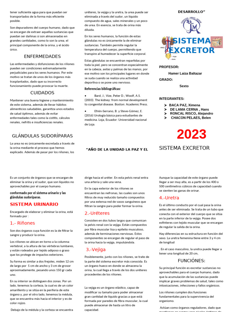 Sistema Excretor, Triptico | PDF | Sistema urinario | Riñón