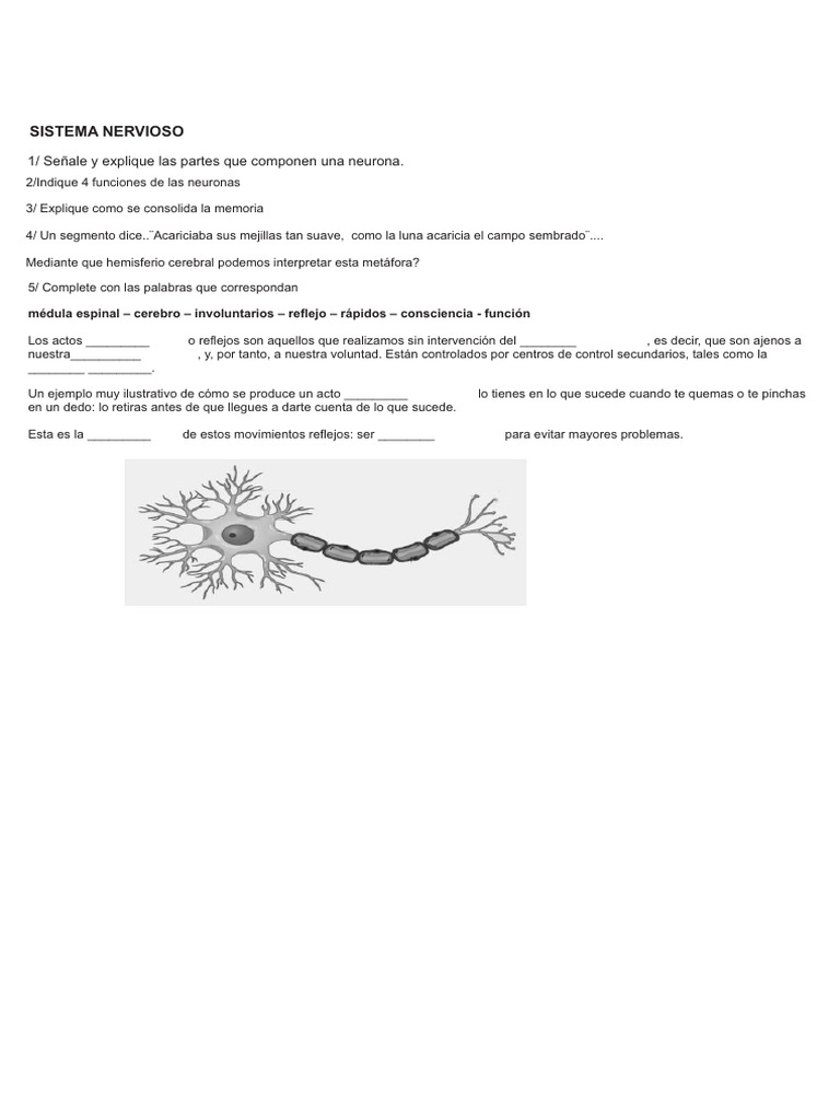 Ev Sist Nervioso | PDF | Cerebro | Neurona