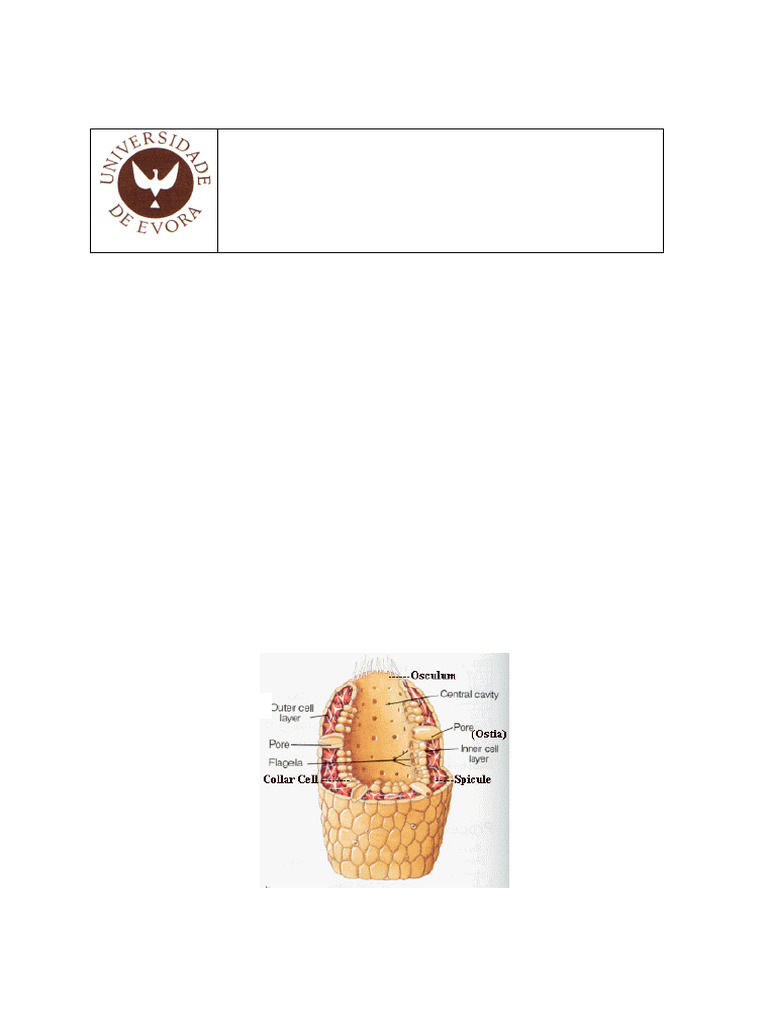 Teste A Resolvido 5B1 5D | PDF | Esponja