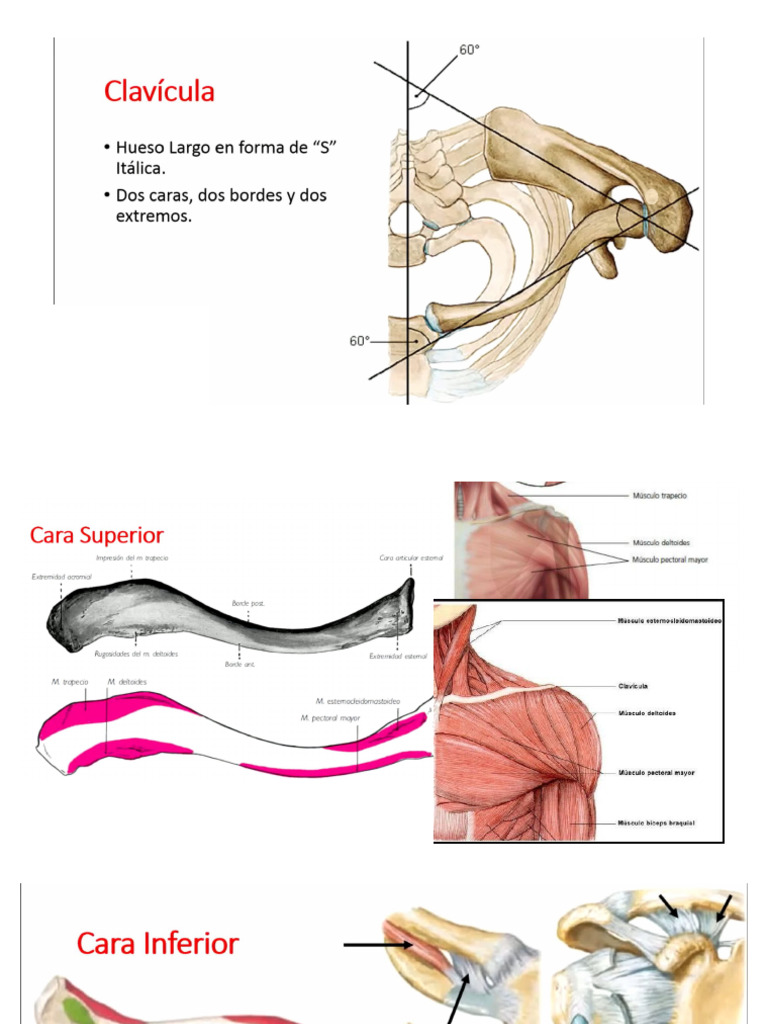 Clavicula ANATOMIA | PDF