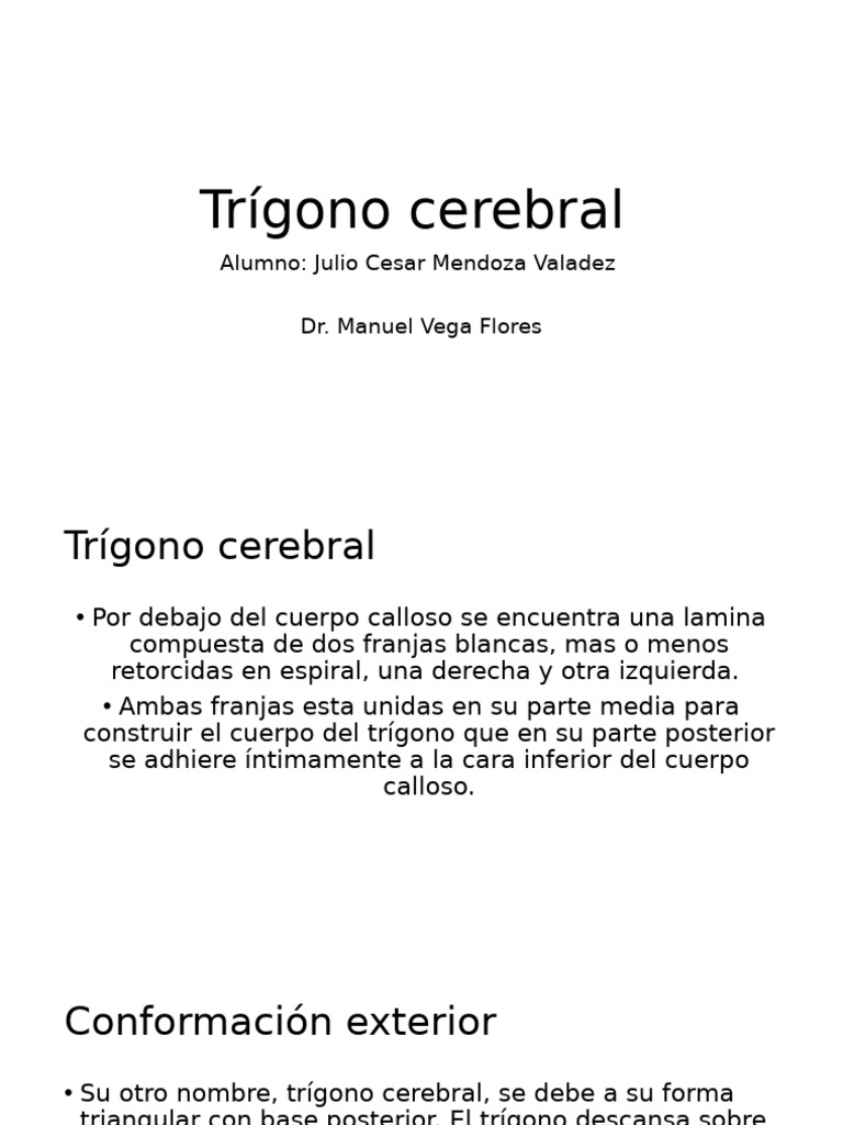 Trigono Cerebral | PDF | Cerebro | Neurociencia