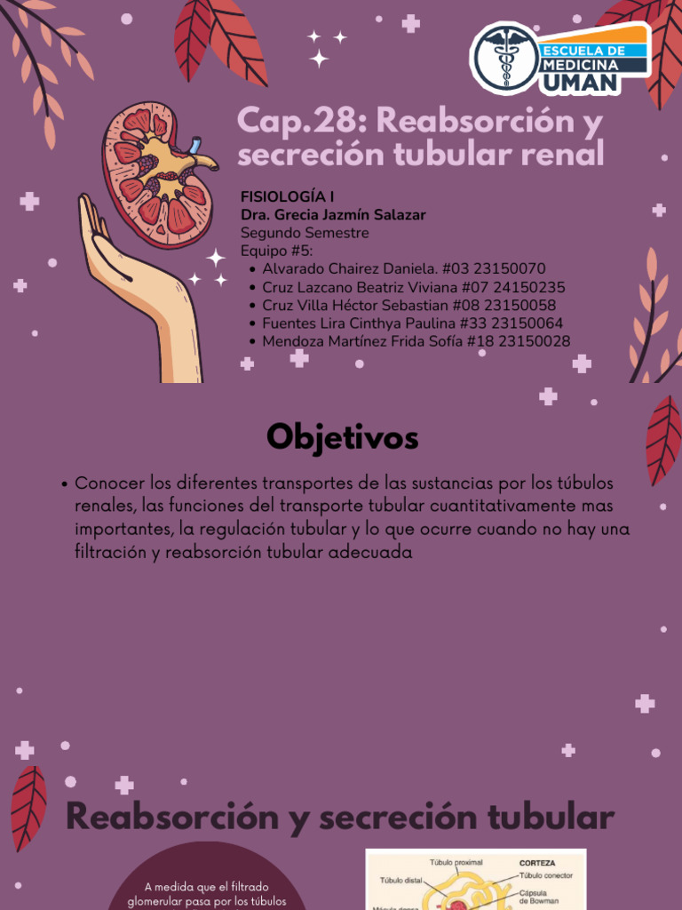 Cap. 28 Reabsorcion y Secrecion Tubular Renal - 20241013 - 103241 - 0000 | PDF | Riñón ...