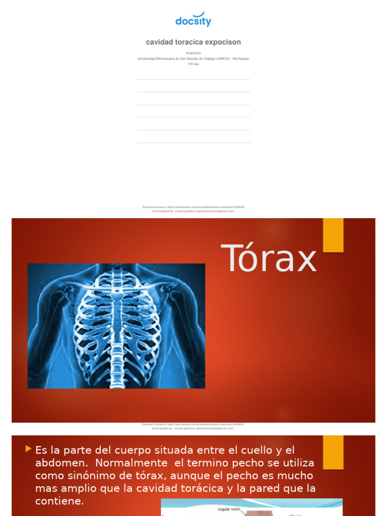 Anatomía de la Cavidad Torácica | PDF | Pulmón | Tórax