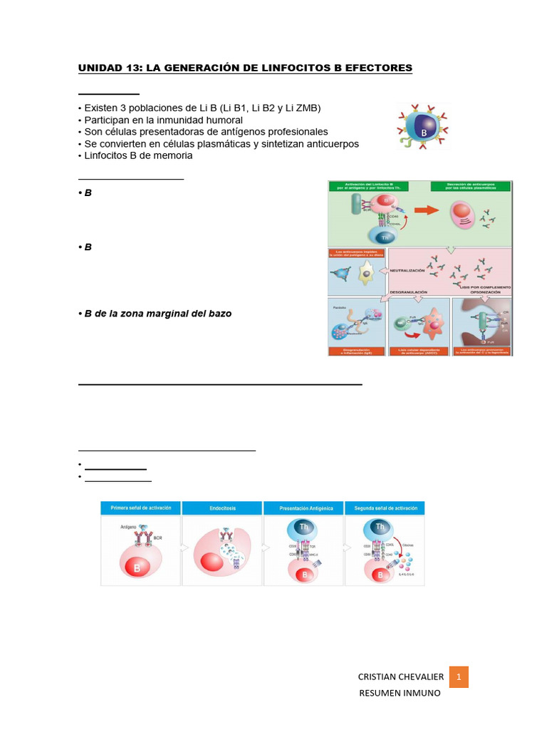 RESUMEN Teórico 7 Inmuno | PDF | Linfocitos | Célula B