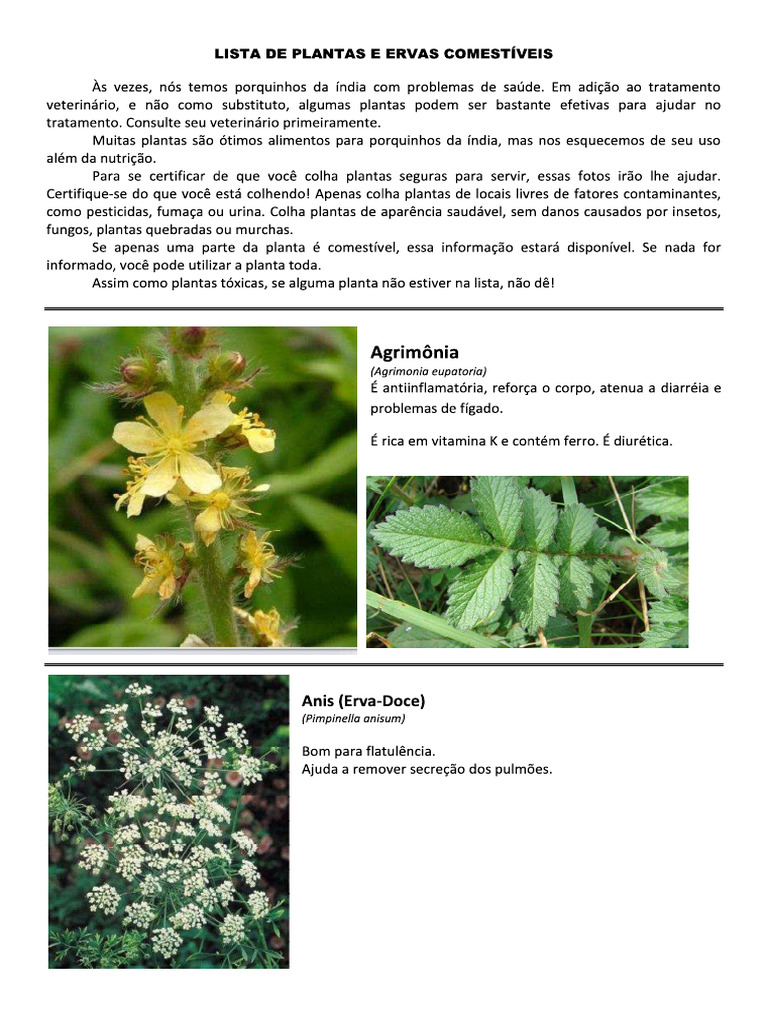 Lista de Plantas e Ervas Comestiveis | PDF
