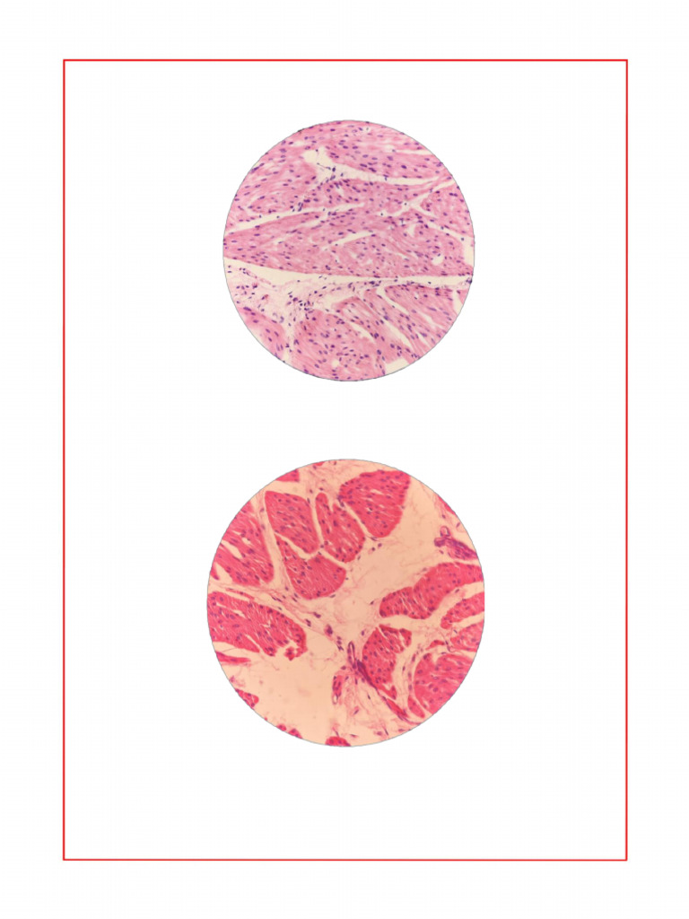 Muscle Types | PDF