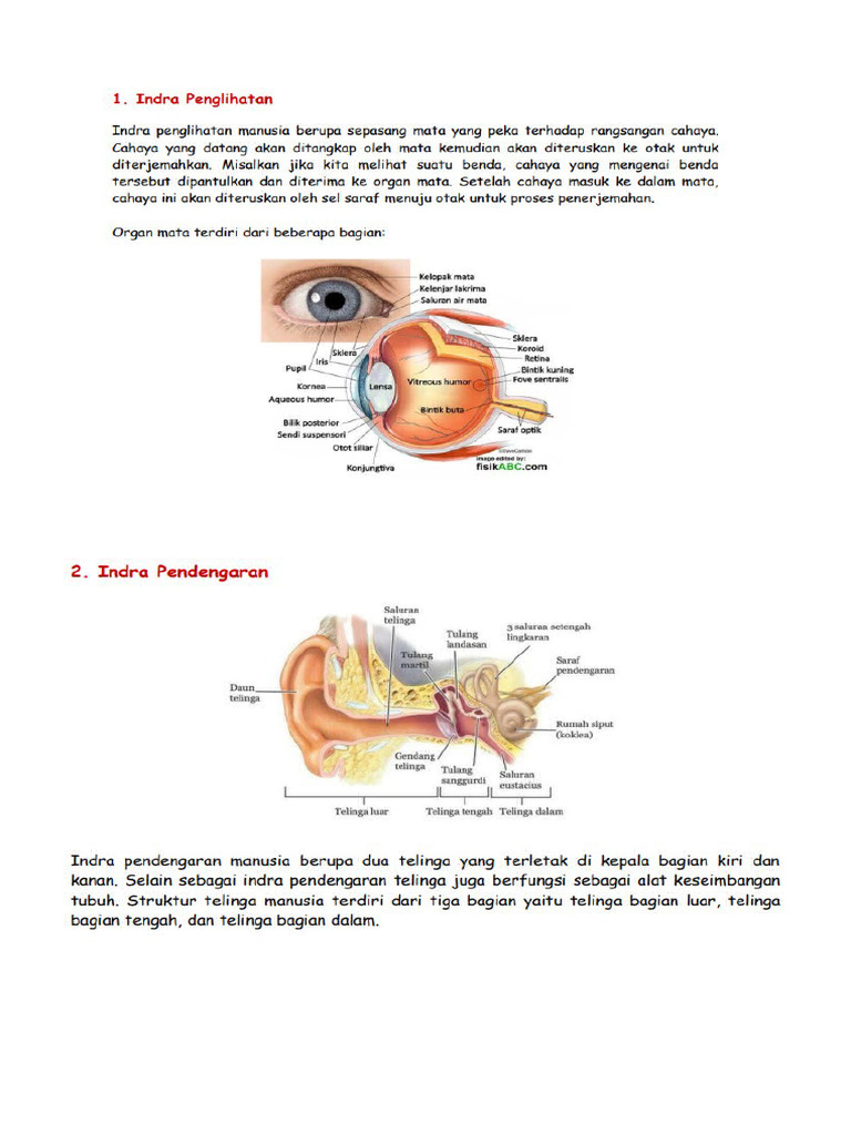 Materi Ipas Panca Indra | PDF