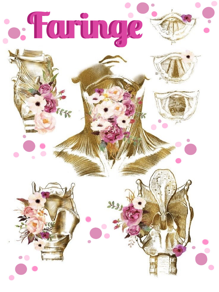 Anatomia Faringe | PDF | Anatomía humana | Sistema respiratorio