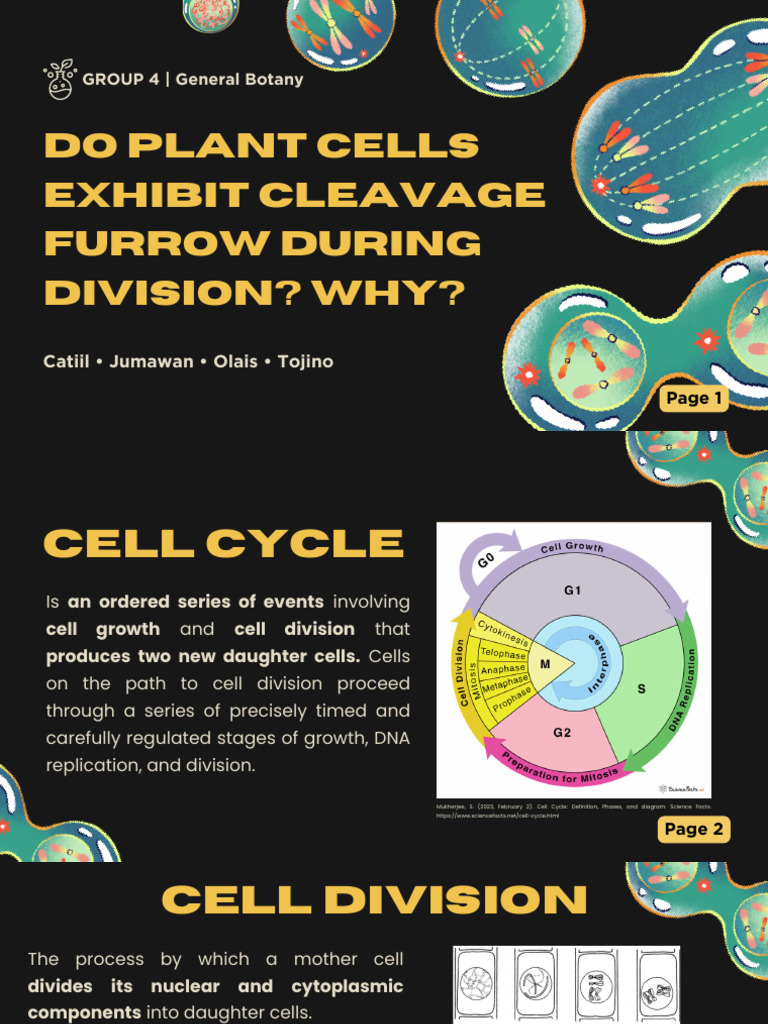Do Plant Cells Exhibit Cleavage Furrow During Division? | PDF | Cell ...