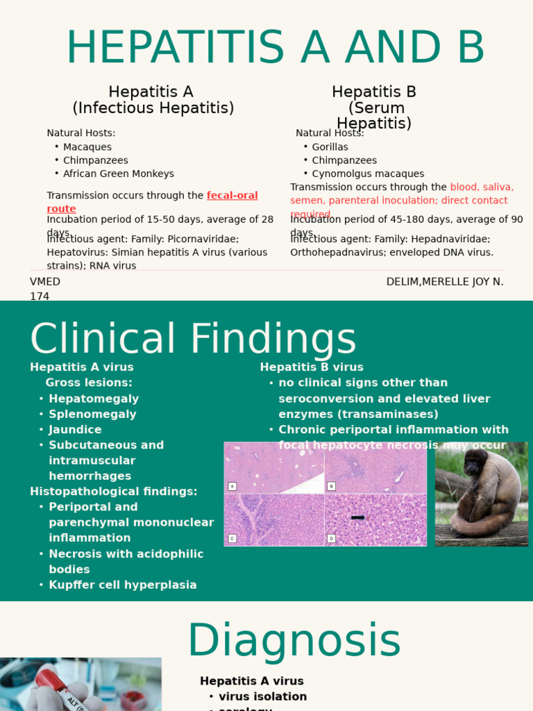 HEPATITIS A AND B On NHPs | PDF | Hepatitis B | Hepatitis