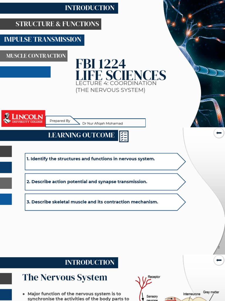 Nervous System Structure and Functions | PDF | Action Potential ...
