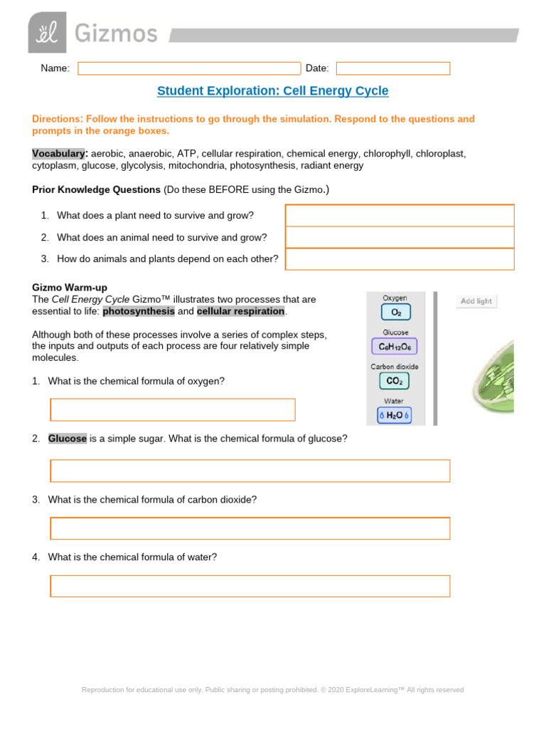 Gizmo Cell Energy | PDF | Cellular Respiration | Photosynthesis