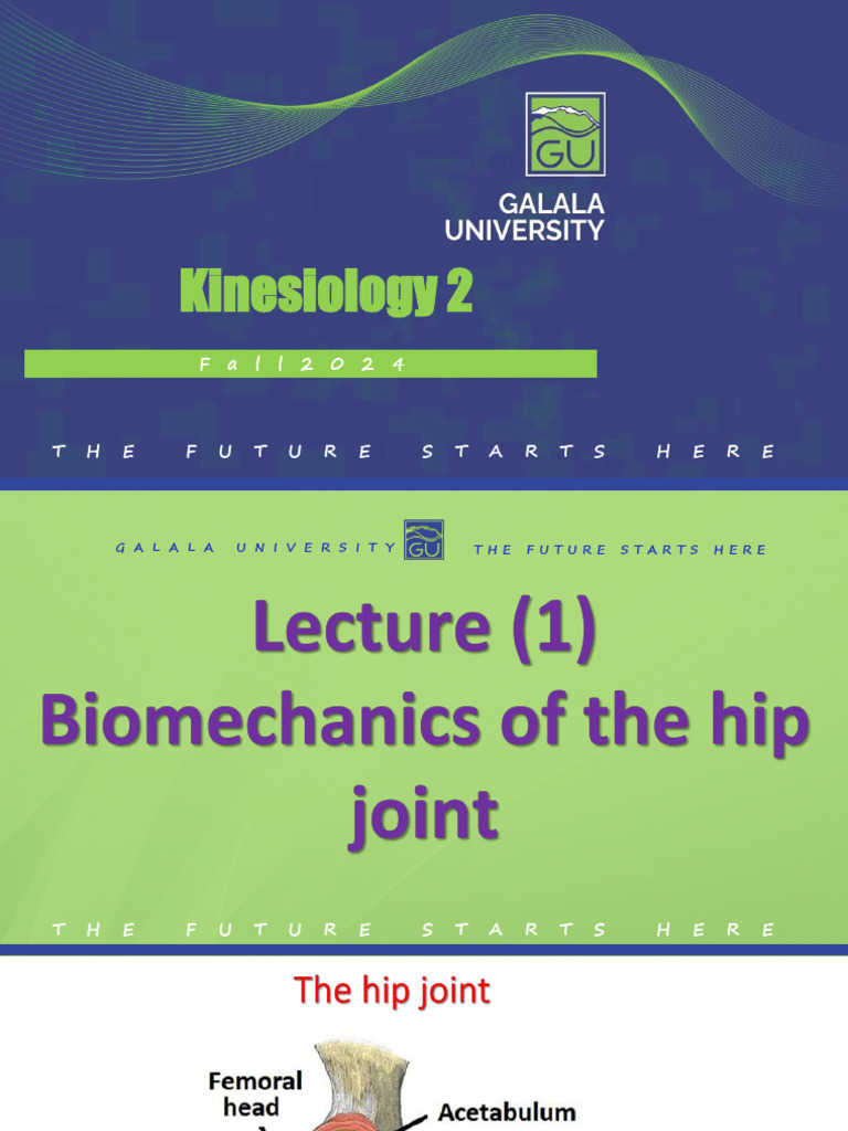 Understanding Hip Joint Anatomy and Function | PDF | Hip | Pelvis