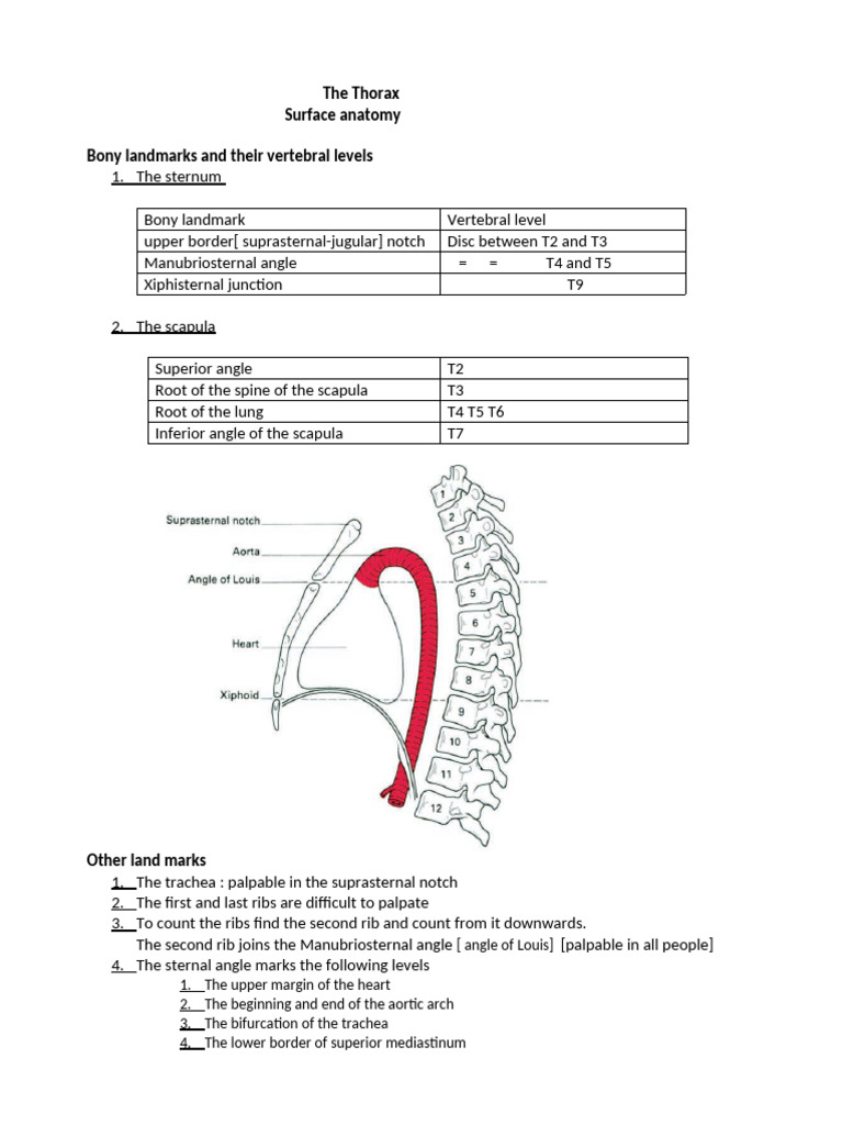 The Thorax | PDF | Vertebra | Thorax