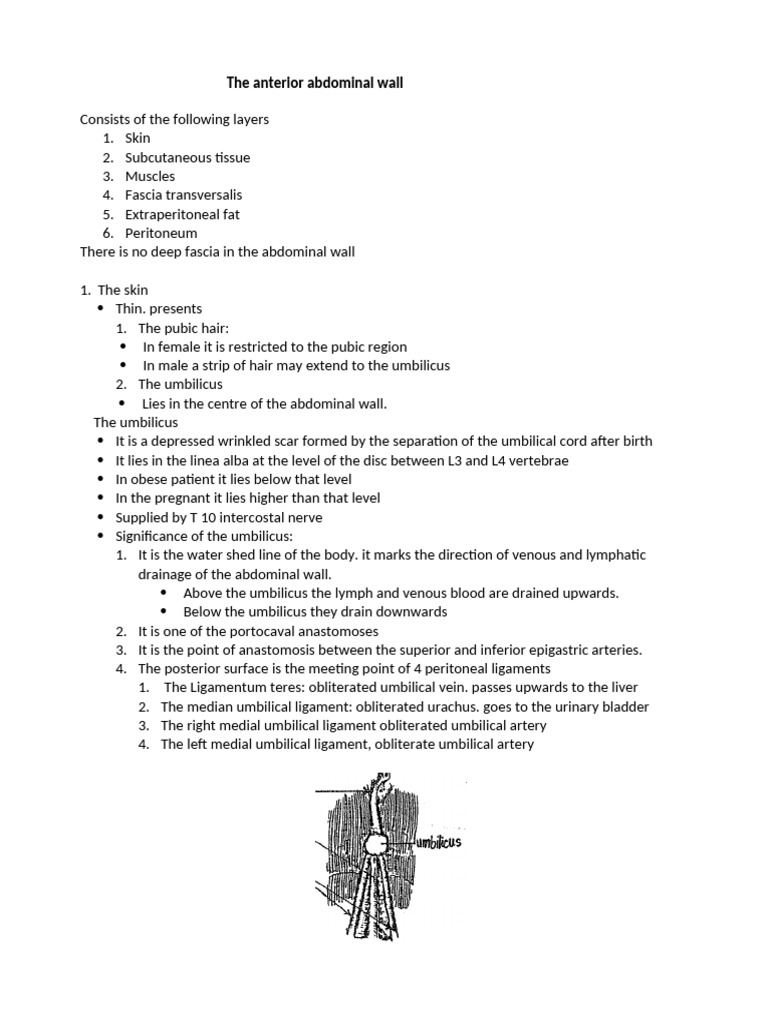 Anatomy of the Anterior Abdominal Wall | PDF