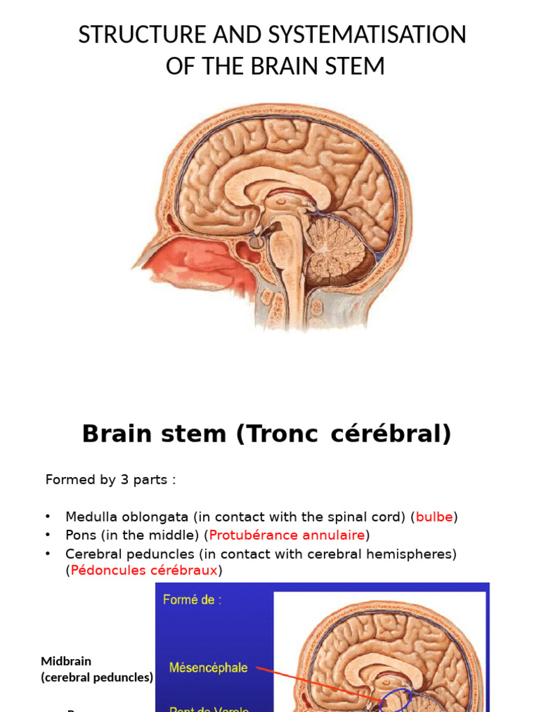 Course1 Medecine BRAINSTEM | PDF | Brainstem | Cerebellum