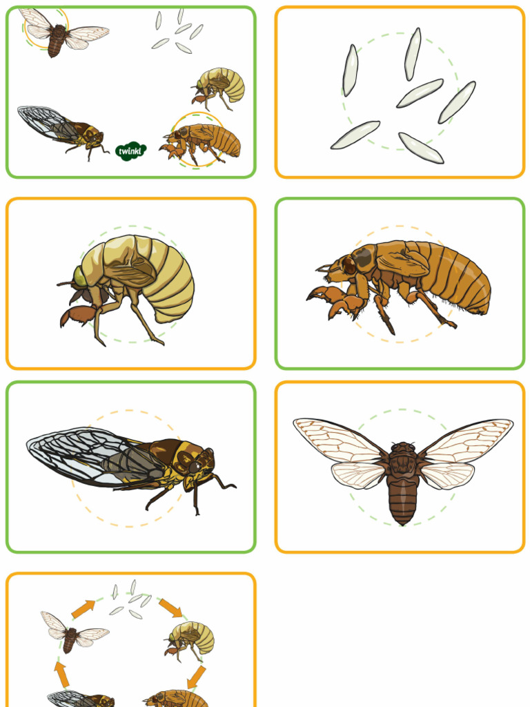 Au SC 2464 Life Cycle of The Cicada Sequencing Cards English | PDF