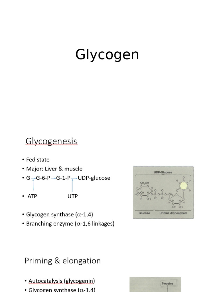 Glycogen & Gluconeogensis | PDF | Wellness | Science & Mathematics