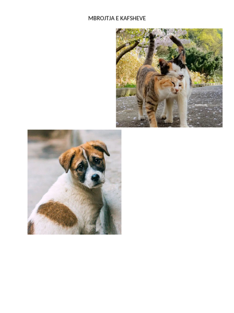 Mbrojtja e Kafsheve | PDF
