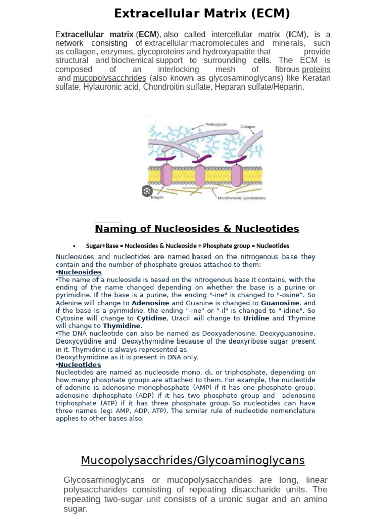 Xtracellular Matrix ECM: E, Also Called Intercellular Matrix (ICM), Is ...