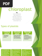 Chloroplast Labelled A Level Diagram | PDF | Chloroplast | Cell (Biology)
