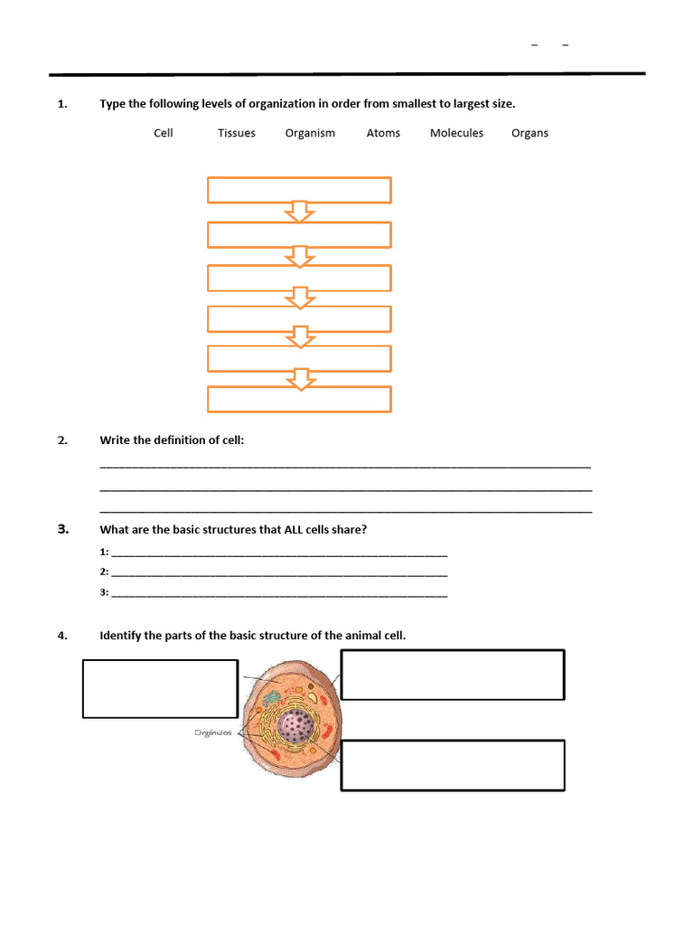3º ESO Cell Unit 1 Review Guide | PDF | Cell (Biology) | Tissue (Biology)