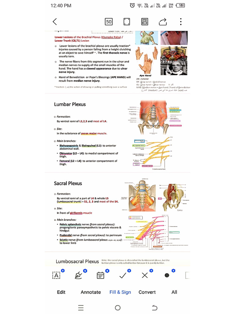 Lower Limb | PDF
