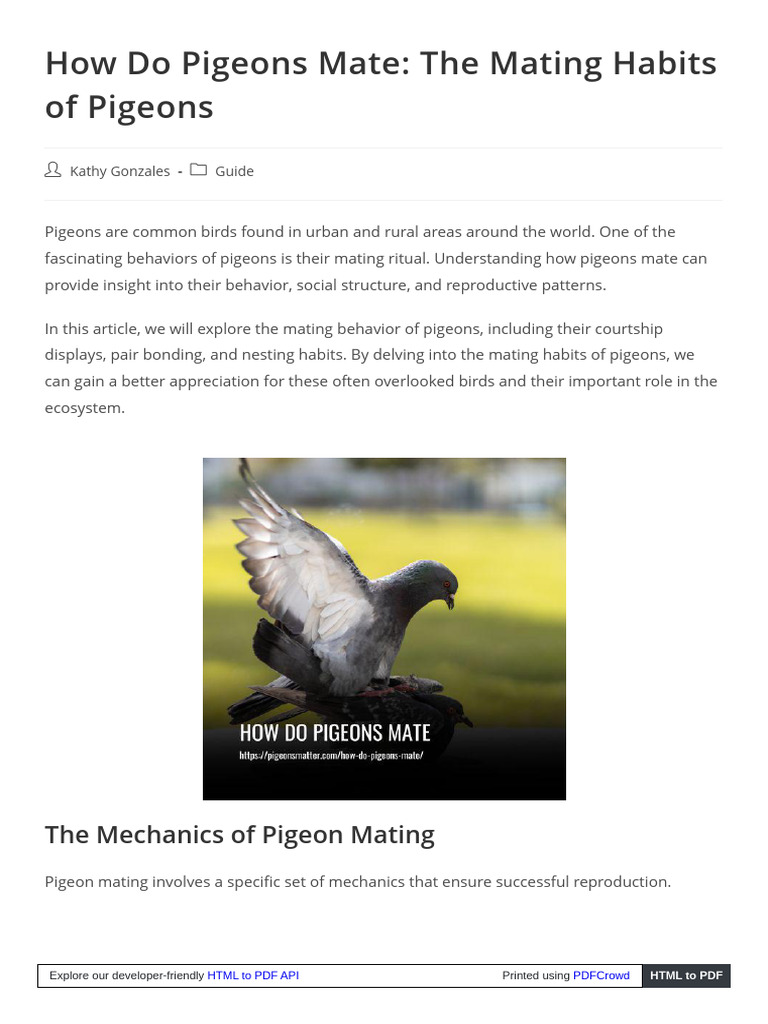 How Do Pigeons Mate | PDF | Sex Organ | Reproductive System