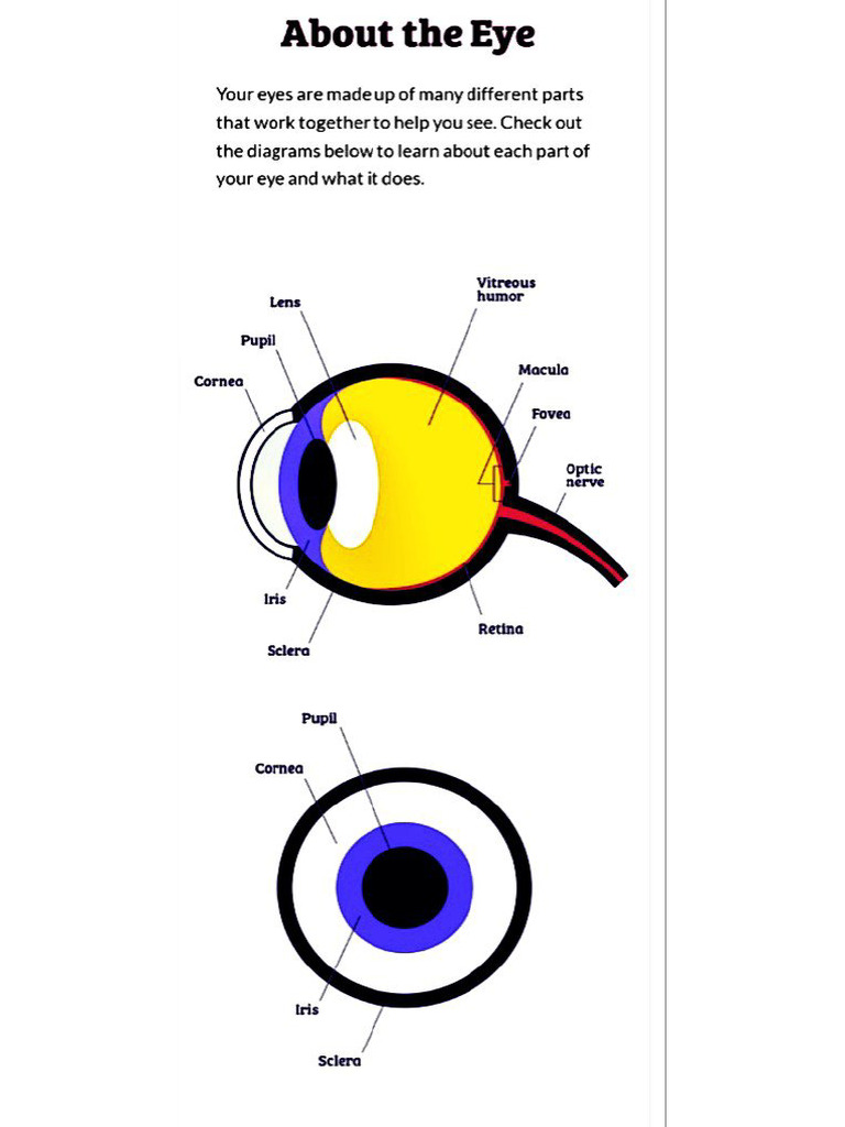 About The Eye. | PDF