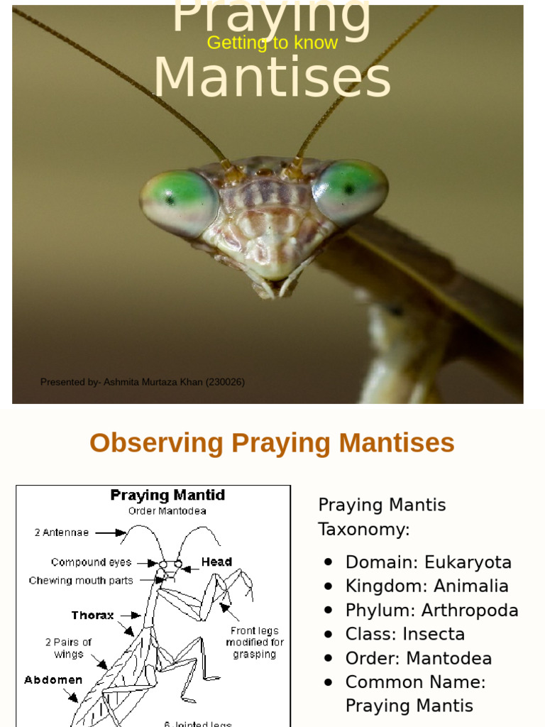 Praying Mantis | PDF
