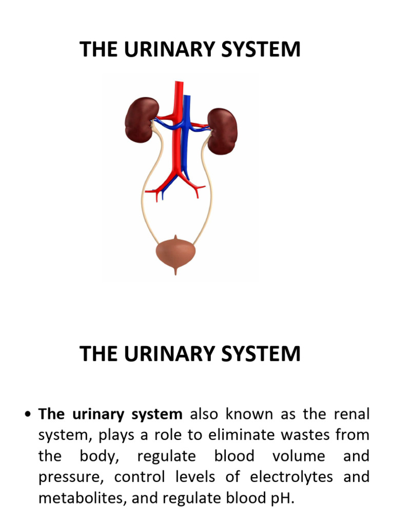 Urinary System Pdf Kidney Abdomen