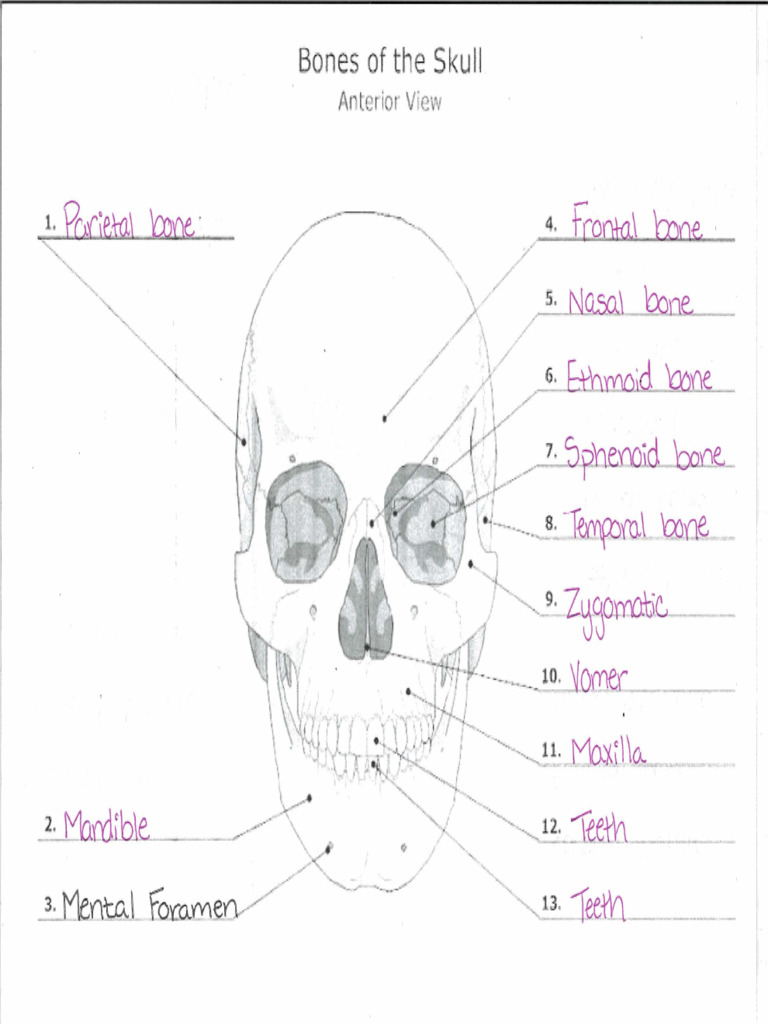 Skull Labeling Answers 2 | PDF
