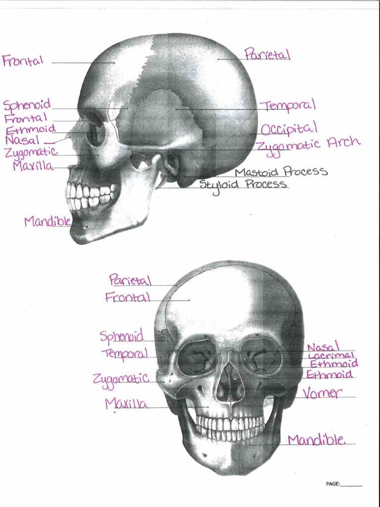 Skull Labeling Answers 1 | PDF